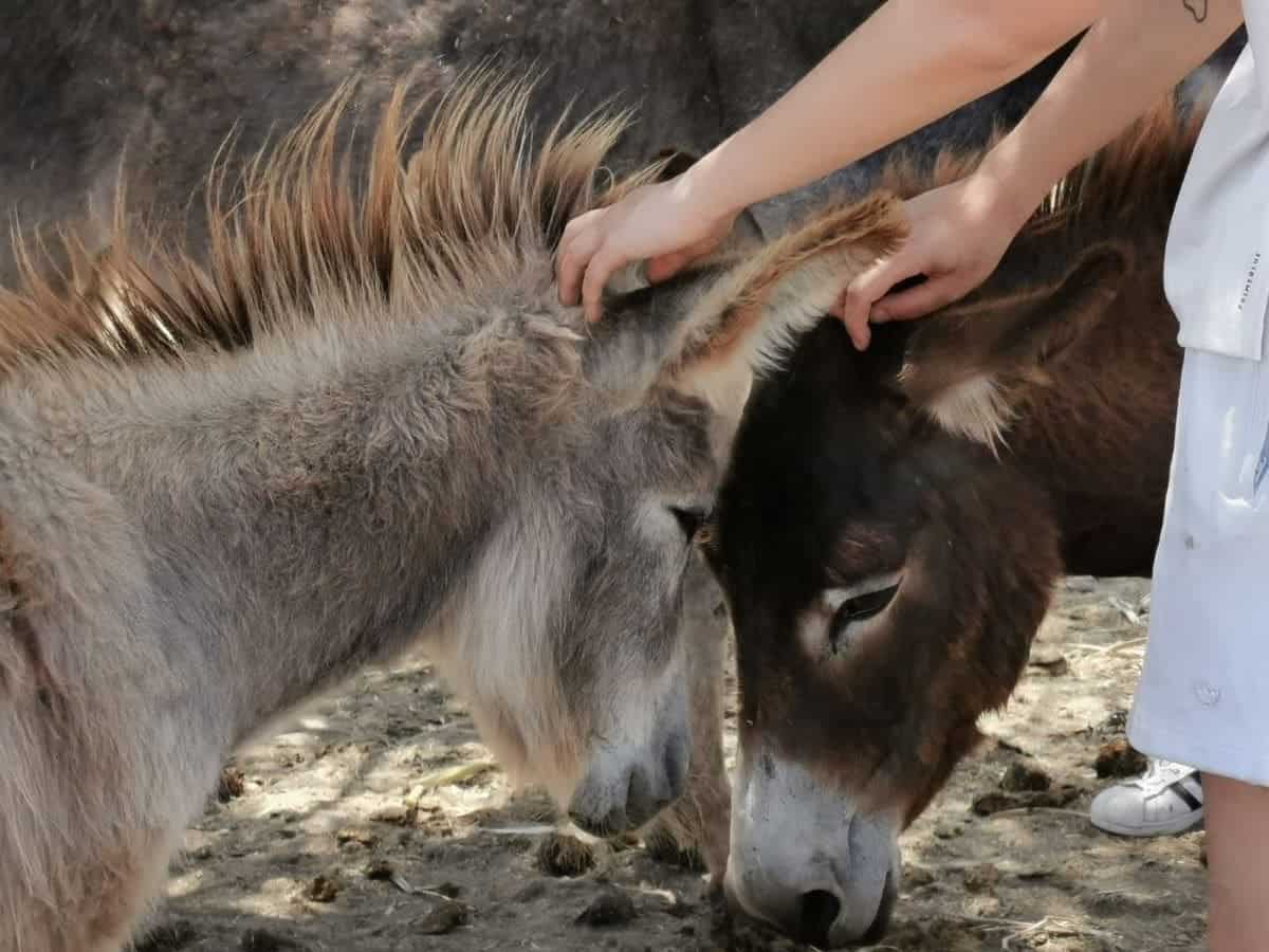 Los burros de Doñana una esperanza para los calvos del Mundo - 21NOTICIAS