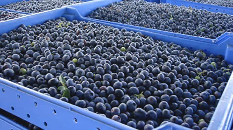 La huerta de Europa se marchita; España importa un 28% más frutas y ...