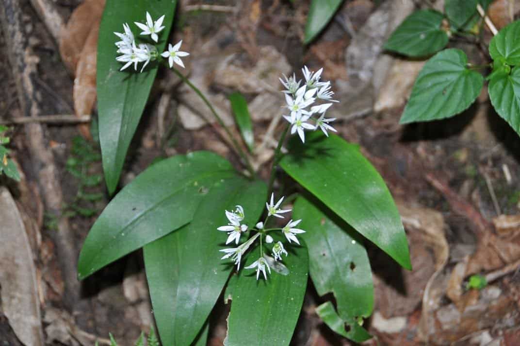 O achado de novas poboacións de plantas ameazadas evidencia o alto ...