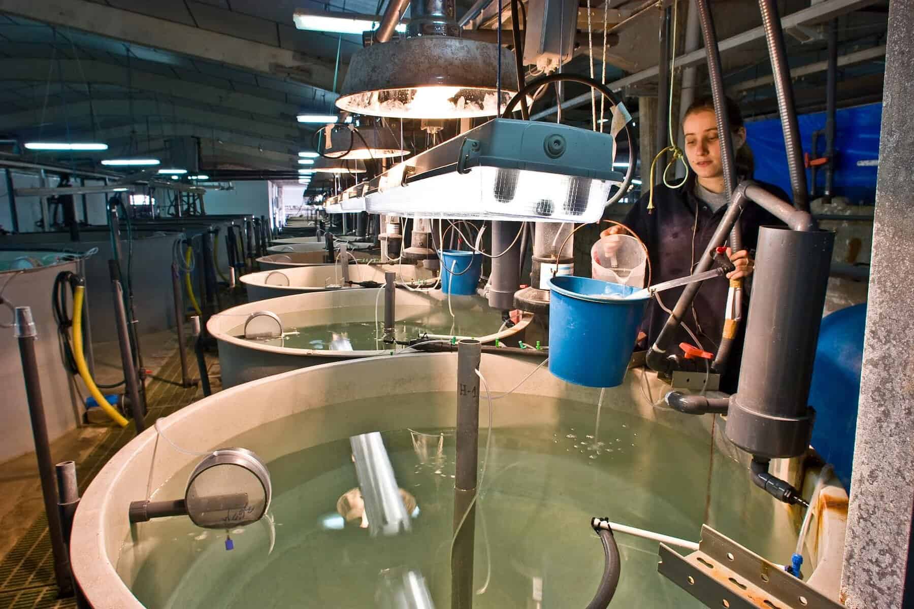 El IEO-CSIC se suma a la celebración del Día de la Acuicultura con ...