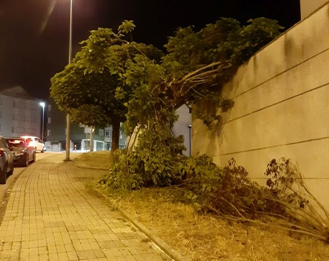 Lugo. As Carballeiras denuncia o perigo das árbores caídas nas rúas ...